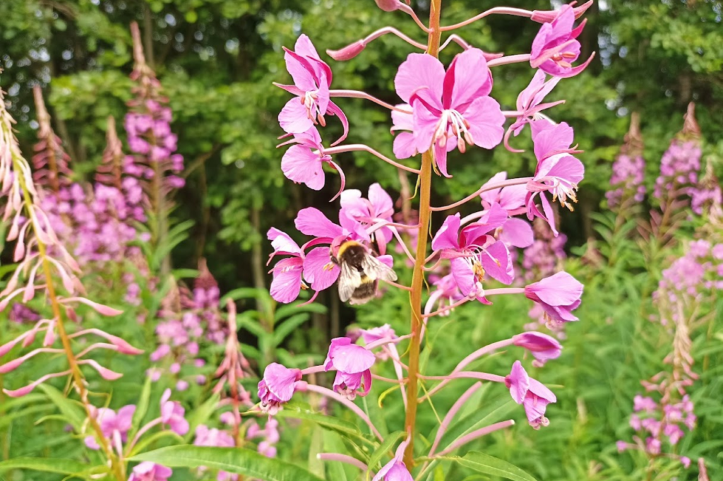 Beste blomster å plante for humler: Slik hjelper du humlene