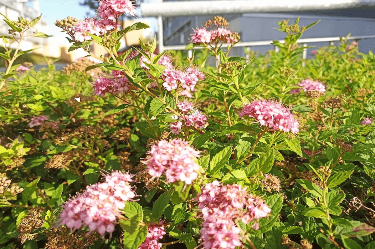 Hardføre busker til skråning