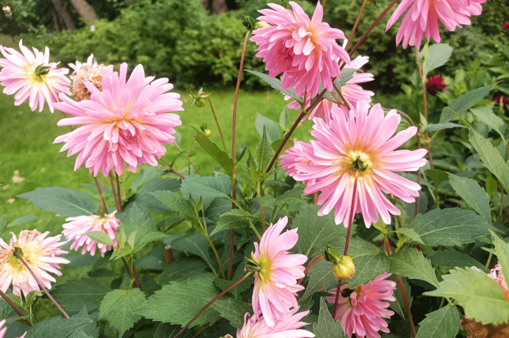 Planting av georginer