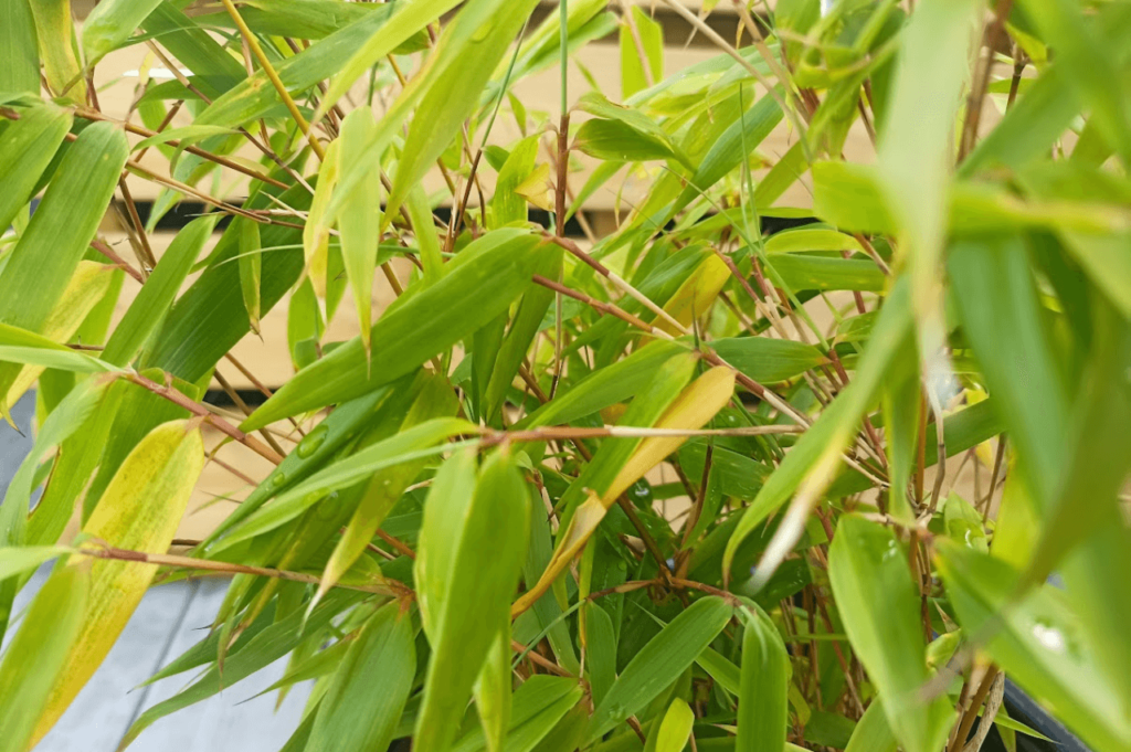 Planting og stell av bambus