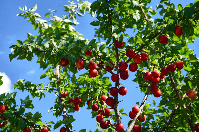 Hvordan beskjære plommetre