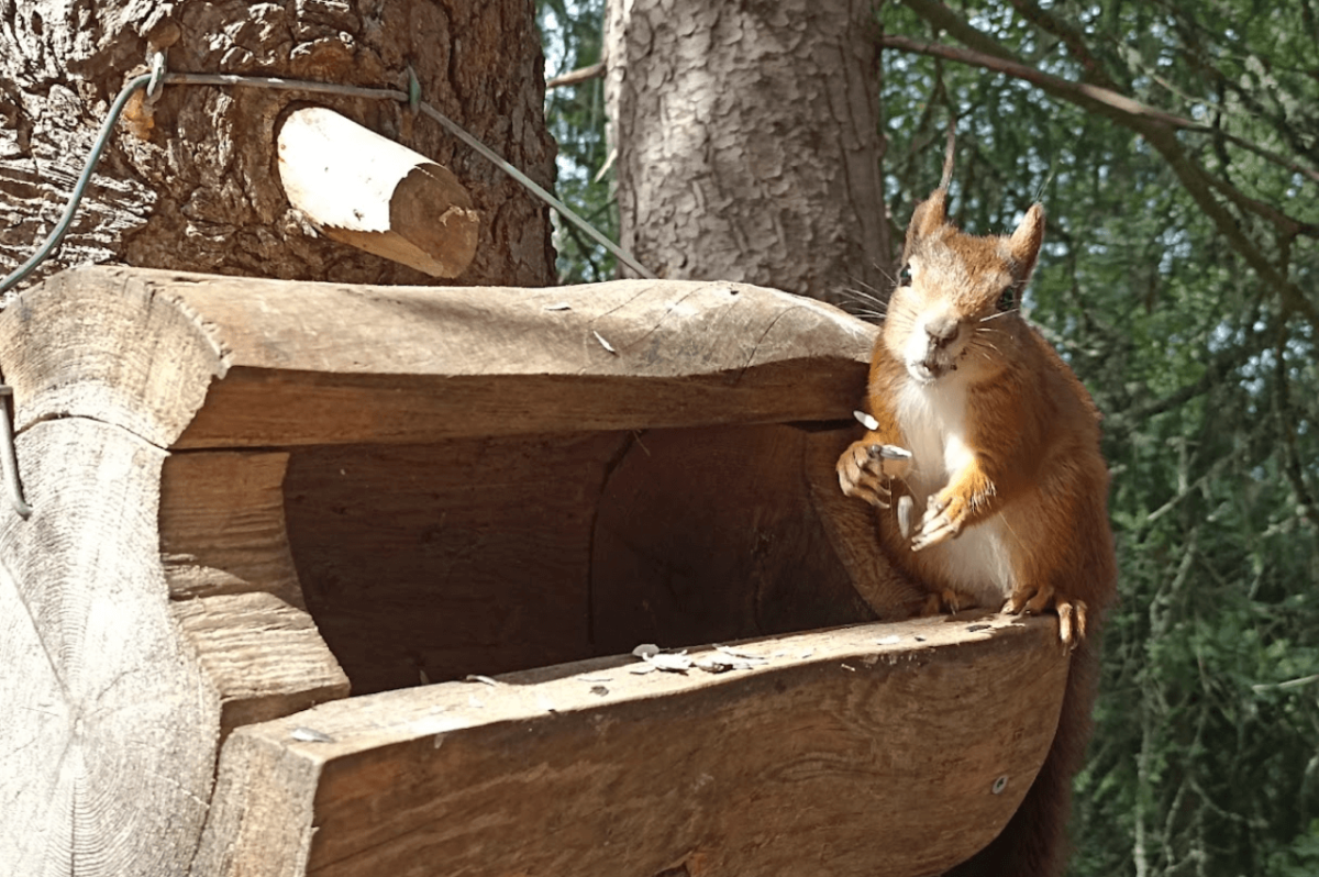 Hvordan få ekorn i hagen?