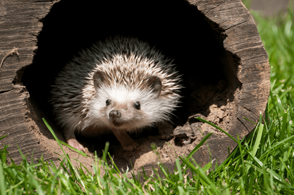Hvordan få pinnsvin i hagen